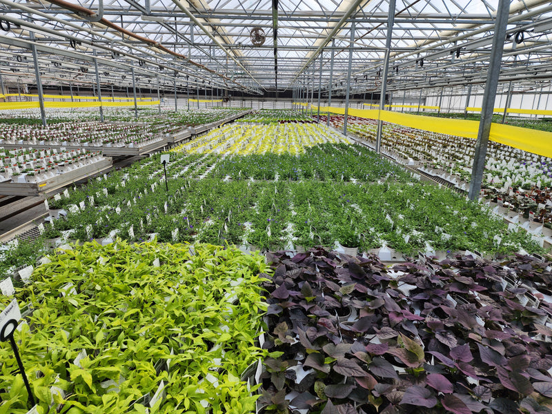 Nursery Pots & Accessories for Growers | Made in USA | SelfEco ...
