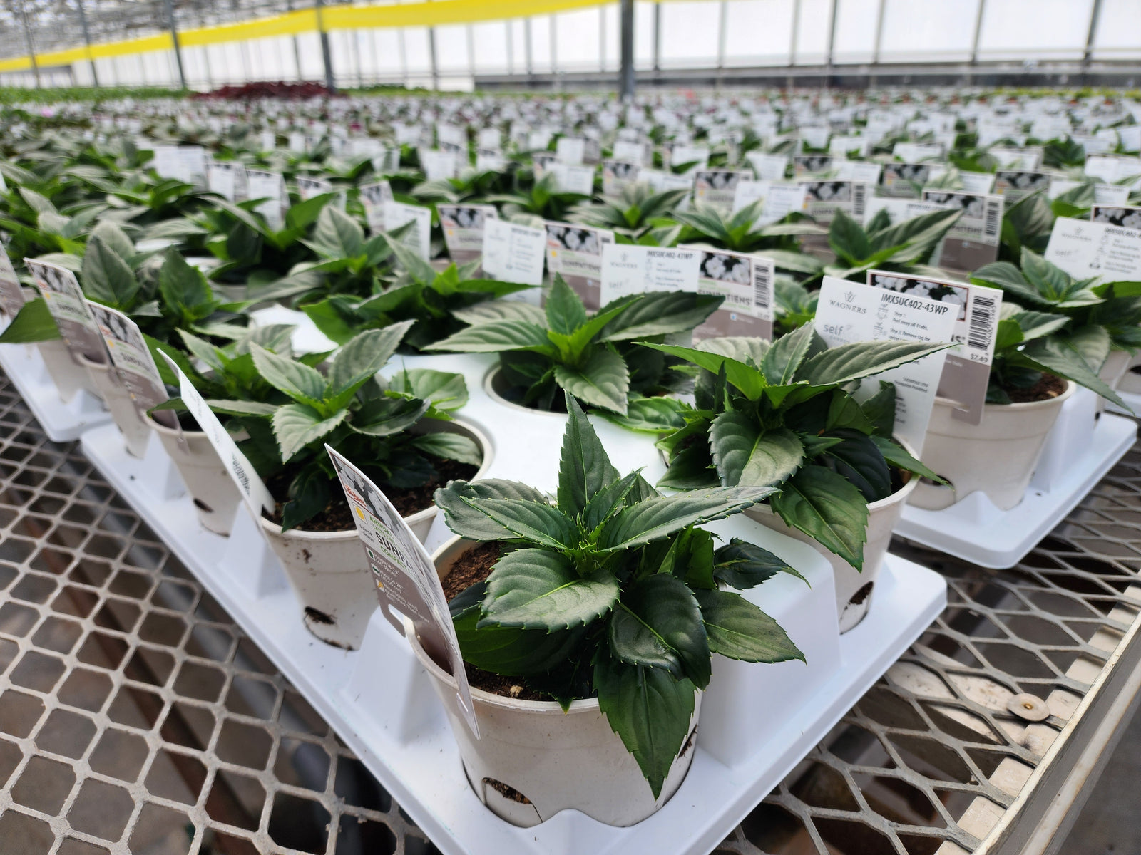 Nursery Pots & Accessories for Growers | Made in USA | SelfEco ...